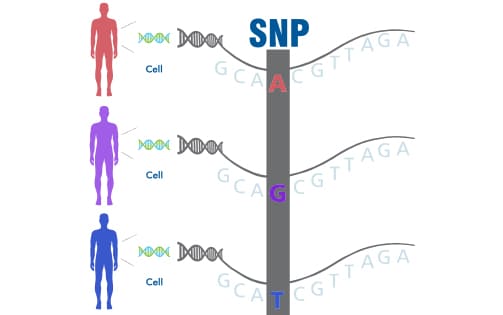 Know How Genetic DNA Testing Kit Works in an Easy Way
